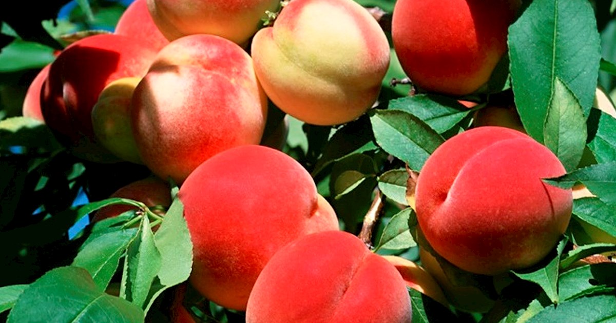 Michigan Peach Festival | Fruit festival in Romeo | Where? What? When?