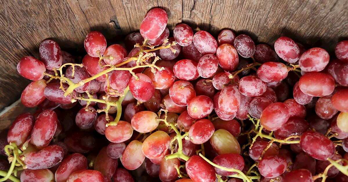 Grapevine GrapeFest | Wine festival in Grapevine | Where? What? When?