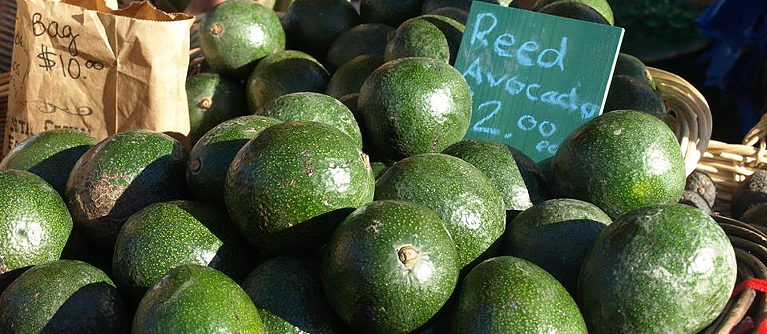 California Avocado Festival | Fruit festival in Carpinteria | Where ...