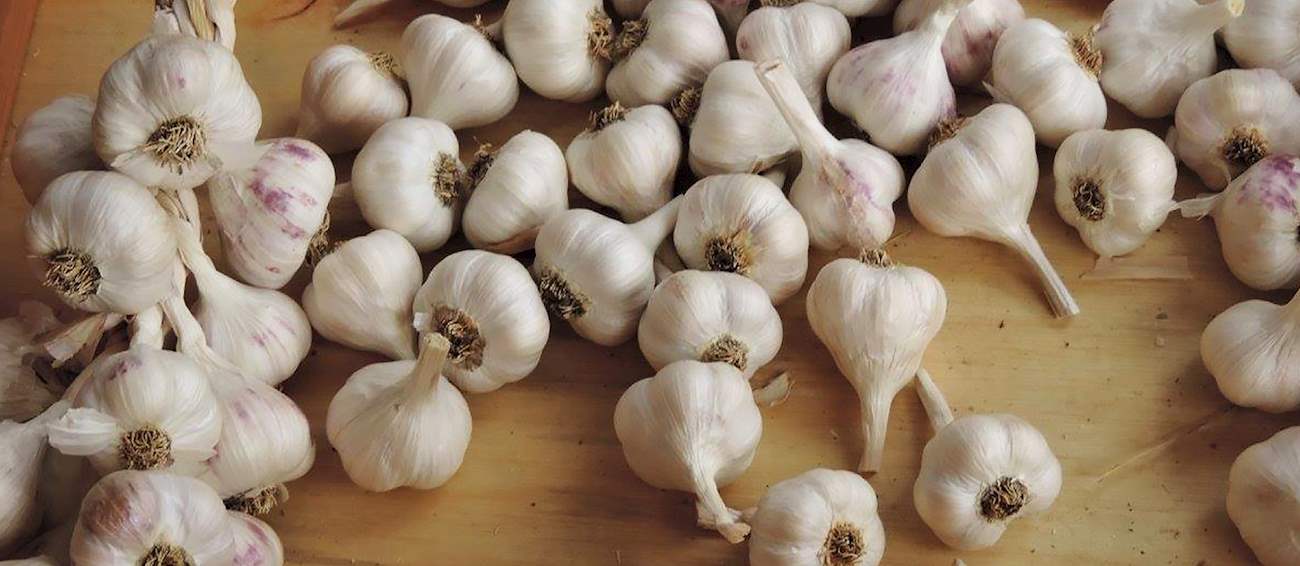 Grindrod Garlic Festival | Vegetable festival in Grindrod | Where? What ...
