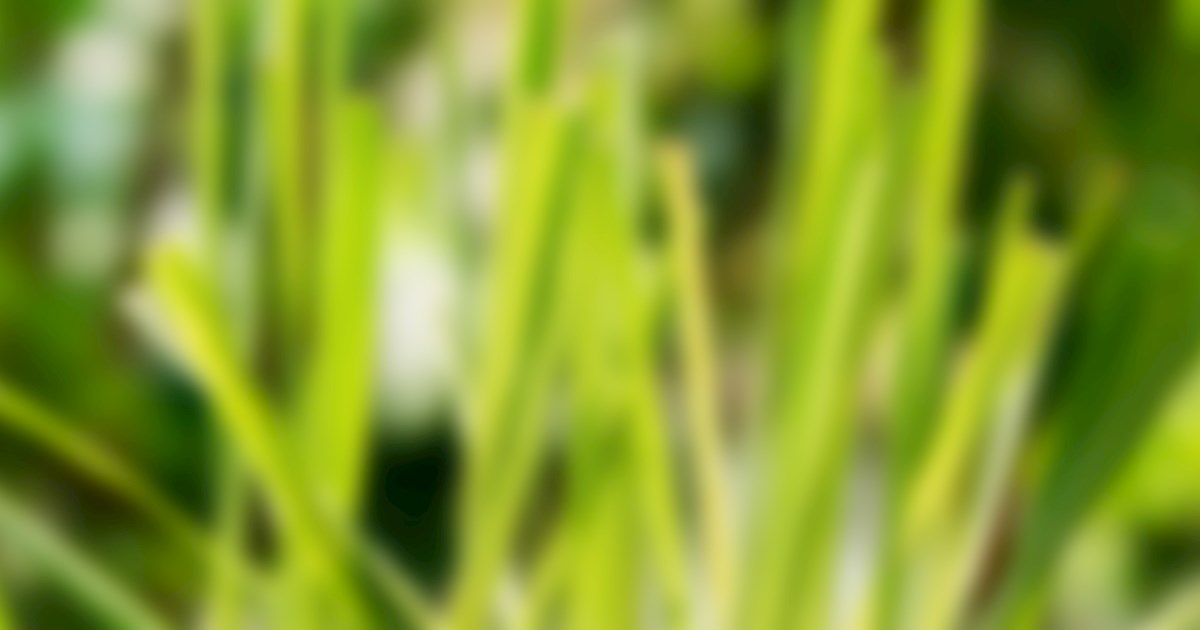 Lemongrasses of the World Map | TasteAtlas