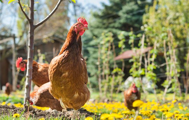 European Poultries: 50 Poultry Types in Europe | TasteAtlas
