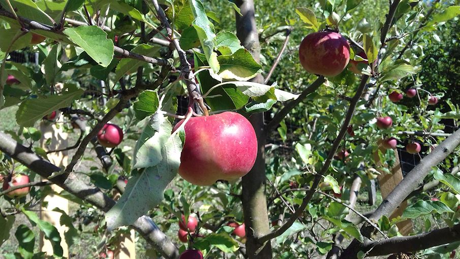 50 Most Popular American Fruits (types And Products) - TasteAtlas