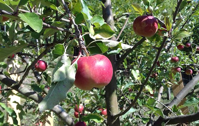 North American Apples: 54 Apple Types in North America | TasteAtlas