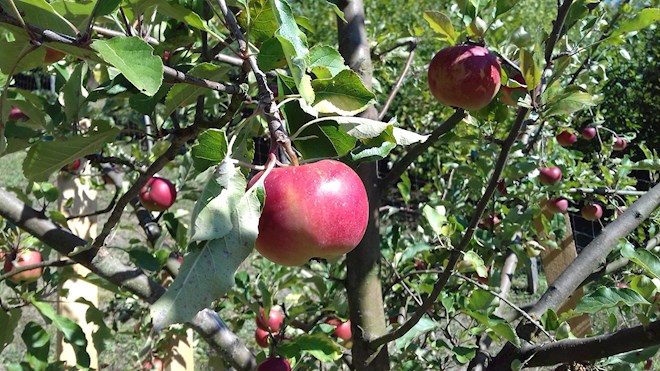 American Apple Varieties: 49 Apple Variety Types in United States of ...
