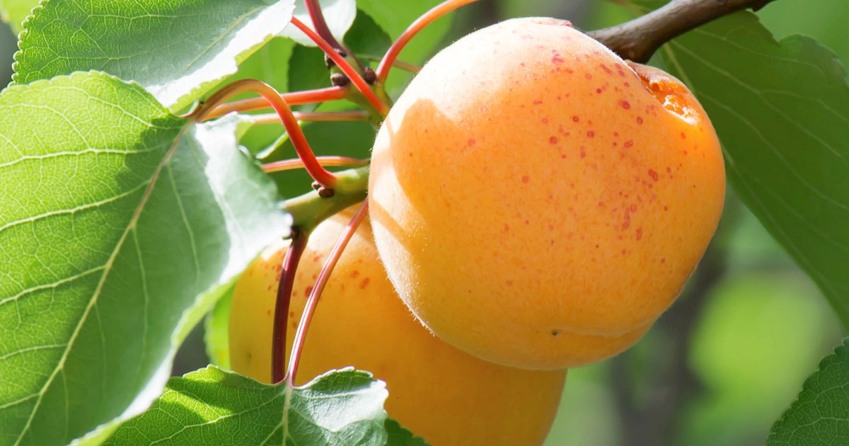 Top 3 Italian Apricots - TasteAtlas