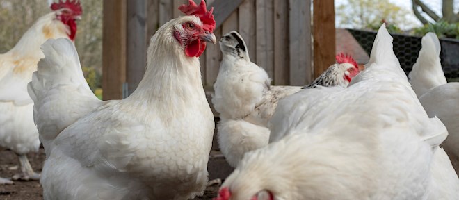 French Poultry: 43 Poultry Types in France | TasteAtlas