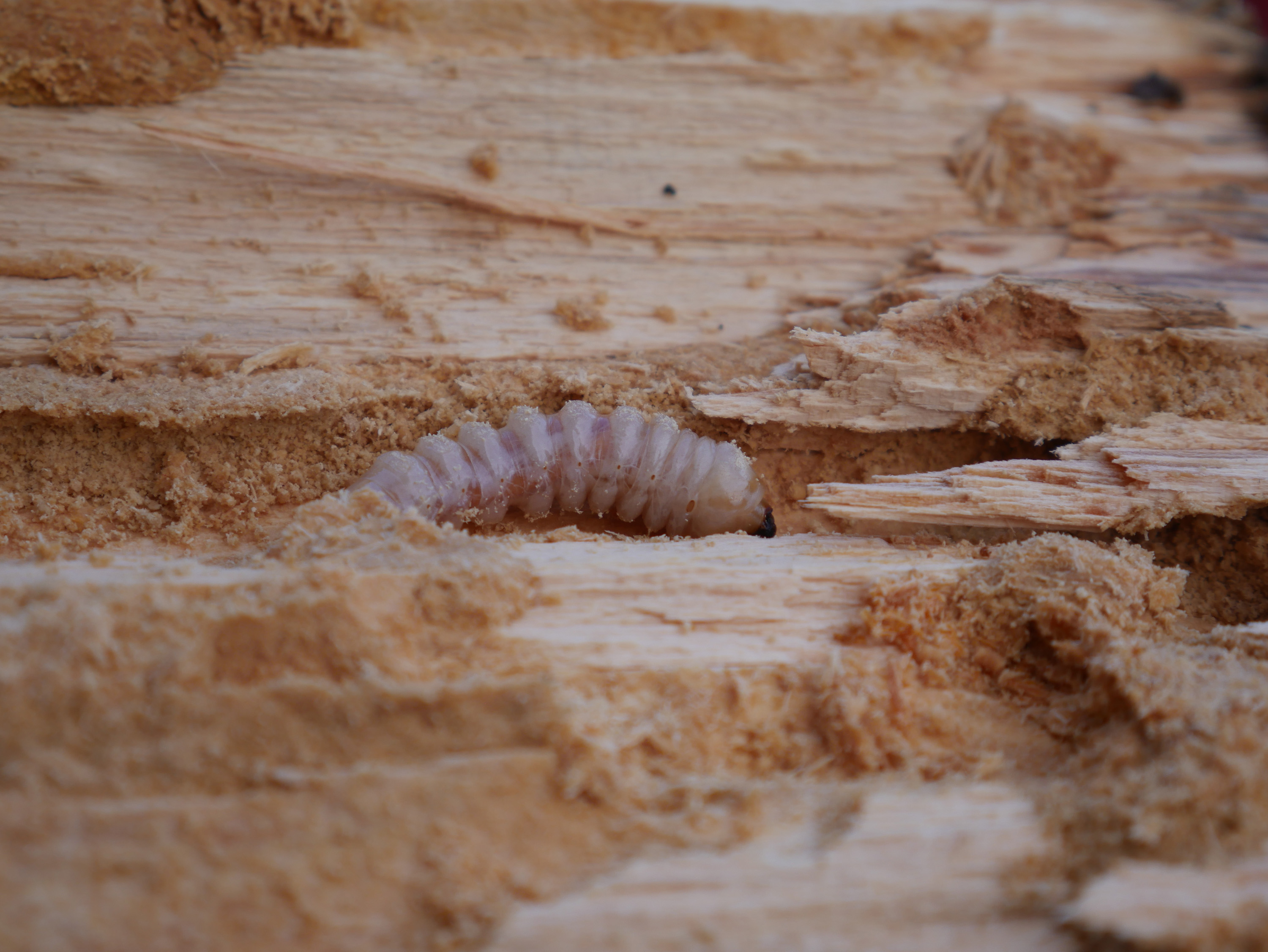Huhu Beetle | Local Insect From New Zealand