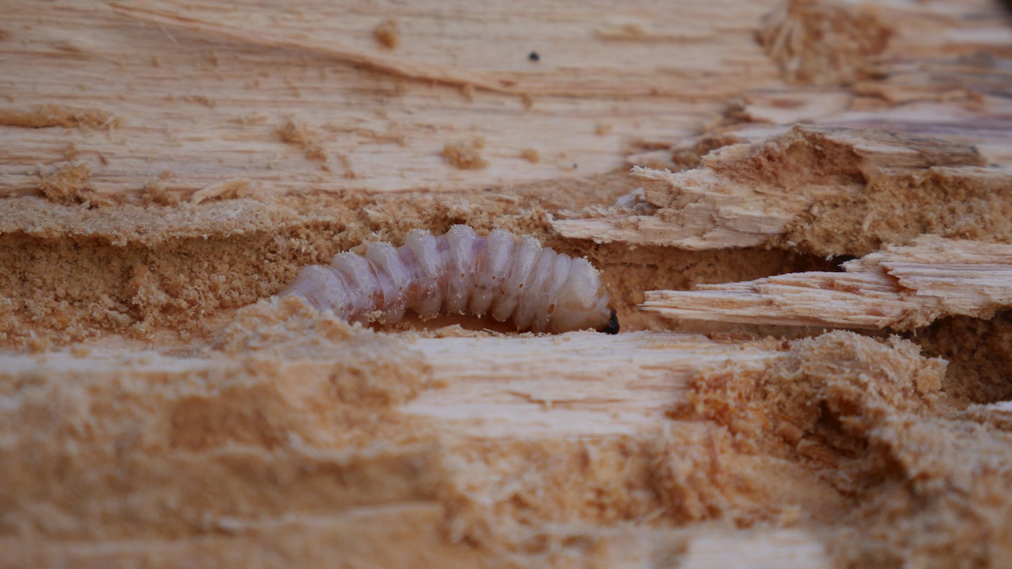 5 Best Insects in the World - TasteAtlas