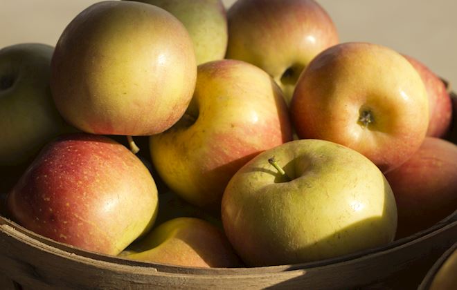 North American Apples: 54 Apple Types in North America | TasteAtlas North American Apples: 54 Apple Types in North America | TasteAtlas