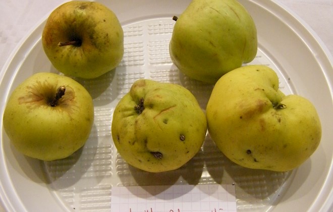 European Fruits (types and products): 148 Fruits (types and products ...