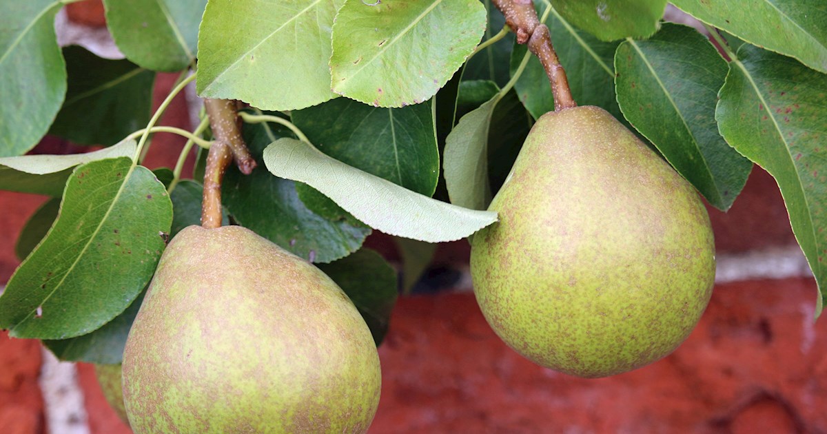Doyenné du Comice | Local Pear From Angers, France
