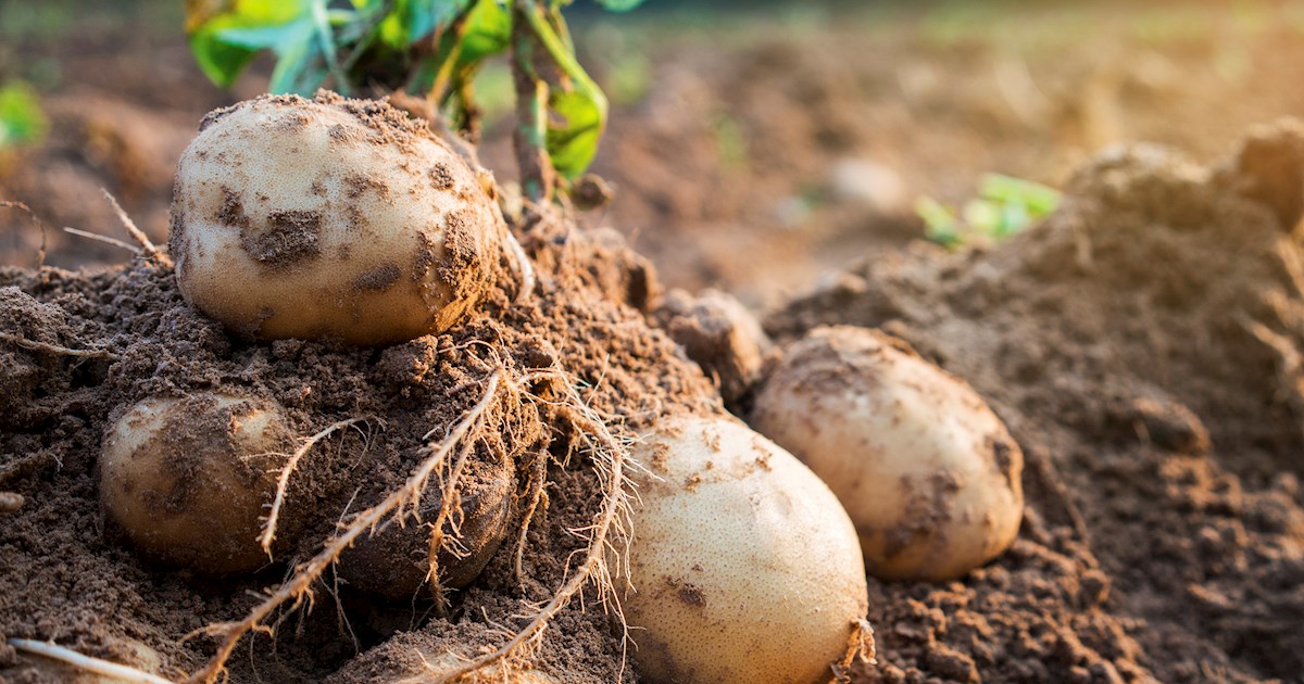Gusinjski Krompir | Local Potato From Gusinje Municipality, Montenegro