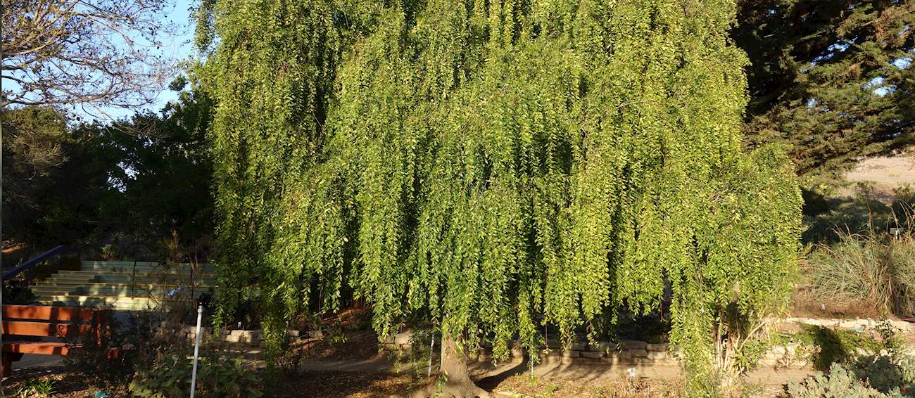 Maitén | Local Plant From Santa Cruz Province, Argentina