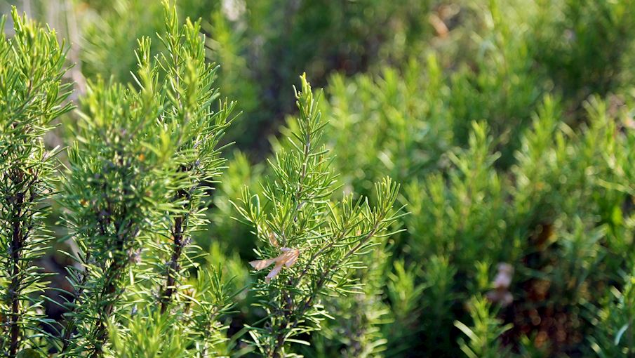 42 Best Herbs and Spices in Europe - TasteAtlas