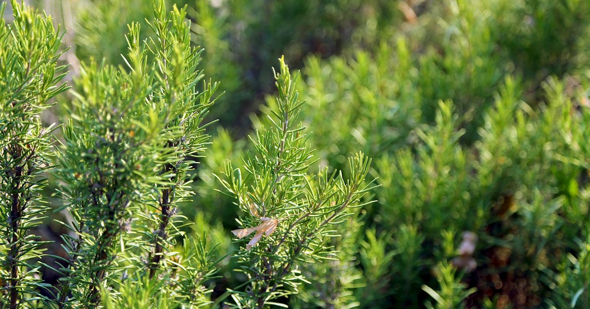 11 Best Herbs and Spices in Italy - TasteAtlas