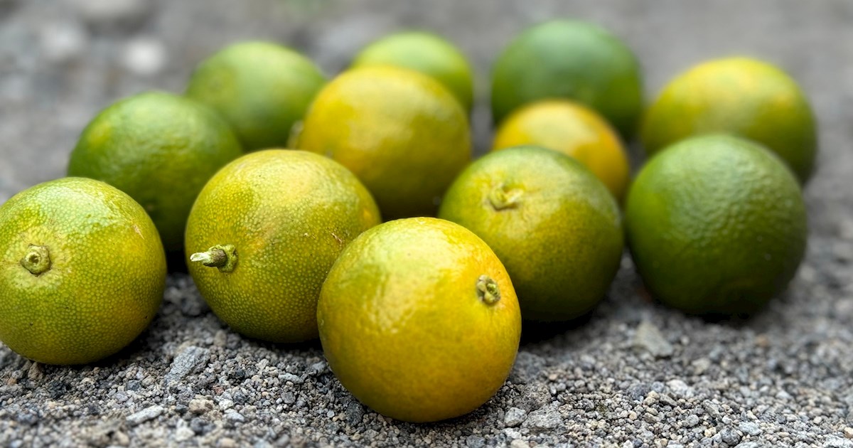 Calamansi | Local Citrus Fruit From Philippines, Southeast Asia