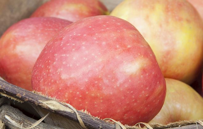 Fruits of the World: 253 Fruit Types | TasteAtlas