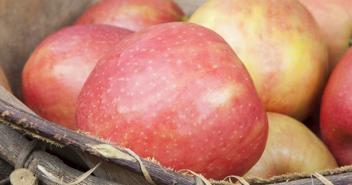 100 Best Apple Varieties in the World - TasteAtlas