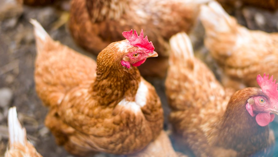 3 Most Popular Magnoriental Poultries - TasteAtlas