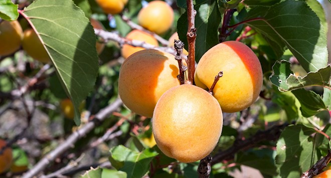 Apricots of the World: 11 Apricot Types | TasteAtlas