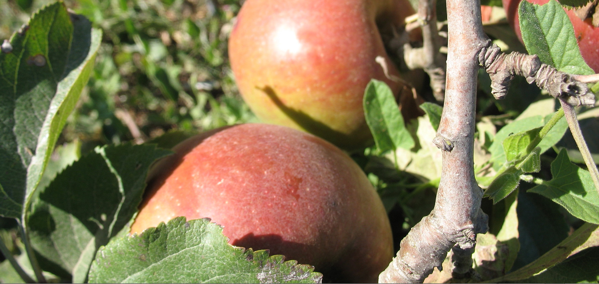Waltana Apples | Local Apple From California, United States of America