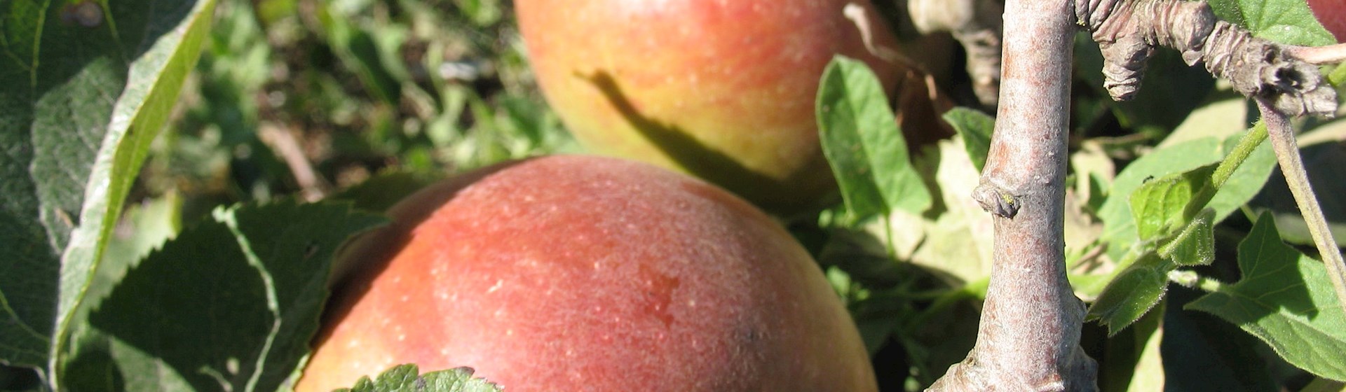 3 Best Apple Varieties in California - TasteAtlas