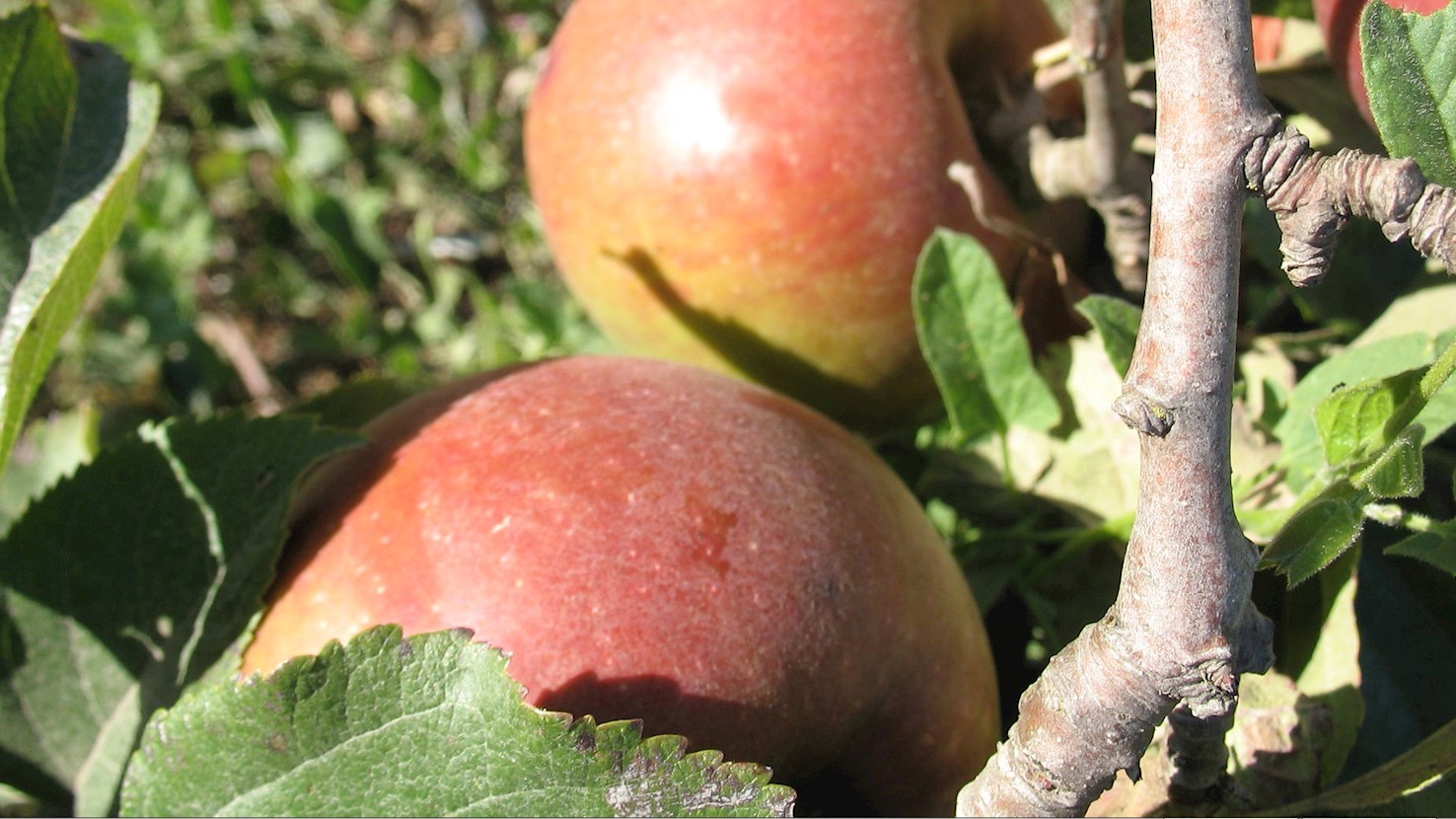 3 Best Apple Varieties in California - TasteAtlas