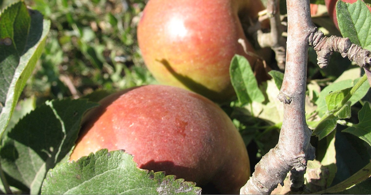 Waltana Apples | Local Apple Variety From California, United States of ...