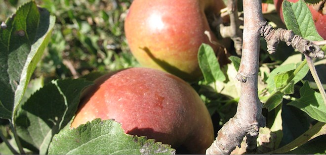 American Apple Varieties: 49 Apple Variety Types in United States of ...