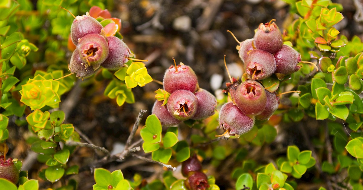 Muntries | Local Berries From South Australia, Australia