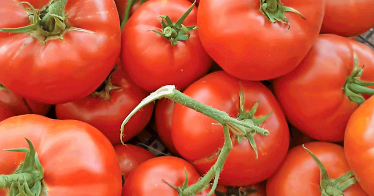 Ayaş Domatesi | Local Tomato From Ayaş, Turkiye
