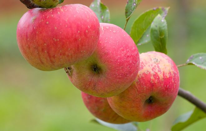 Central European Pome Fruits: 9 Pome Fruit Types in Central Europe ...