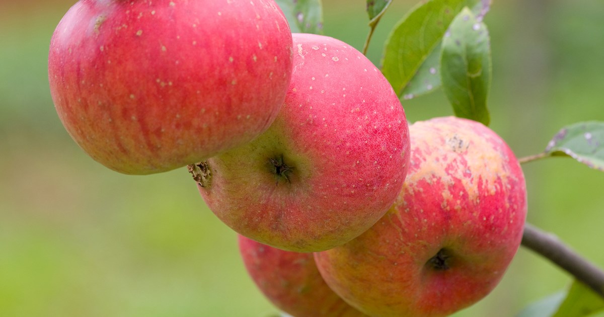 3 Worst Rated Czech Fruits - TasteAtlas