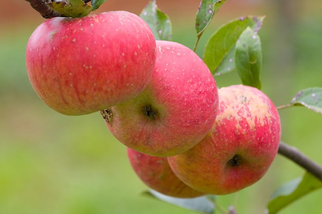 Pome Fruits of the World: 131 Pome Fruit Types | TasteAtlas