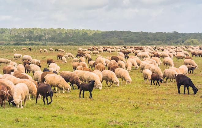 Lambs of the World: 46 Lamb Types | TasteAtlas