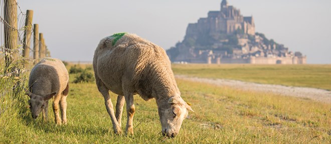 Lambs of the World: 49 Lamb Types | TasteAtlas