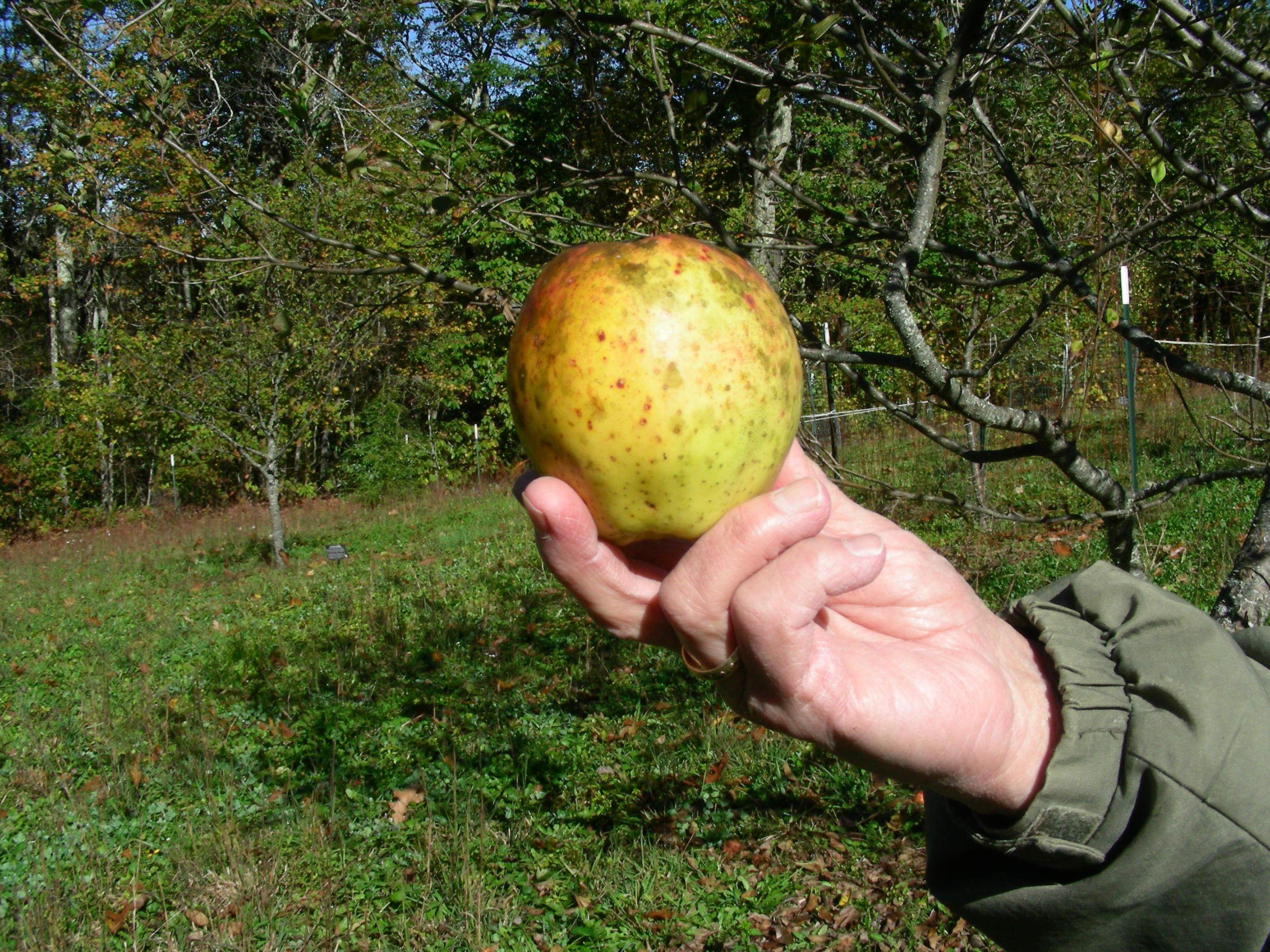Yellow Bellflower Apples | Local Apple From Crosswicks, United States ...