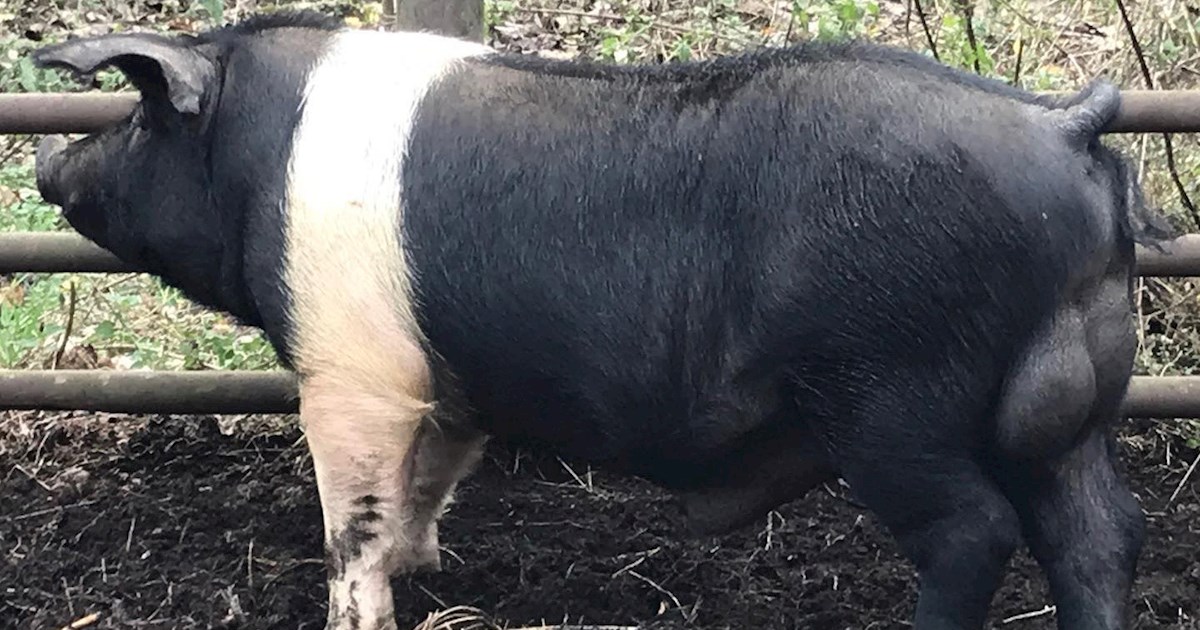 Bazna Pig | Local Pork From Bazna, Romania