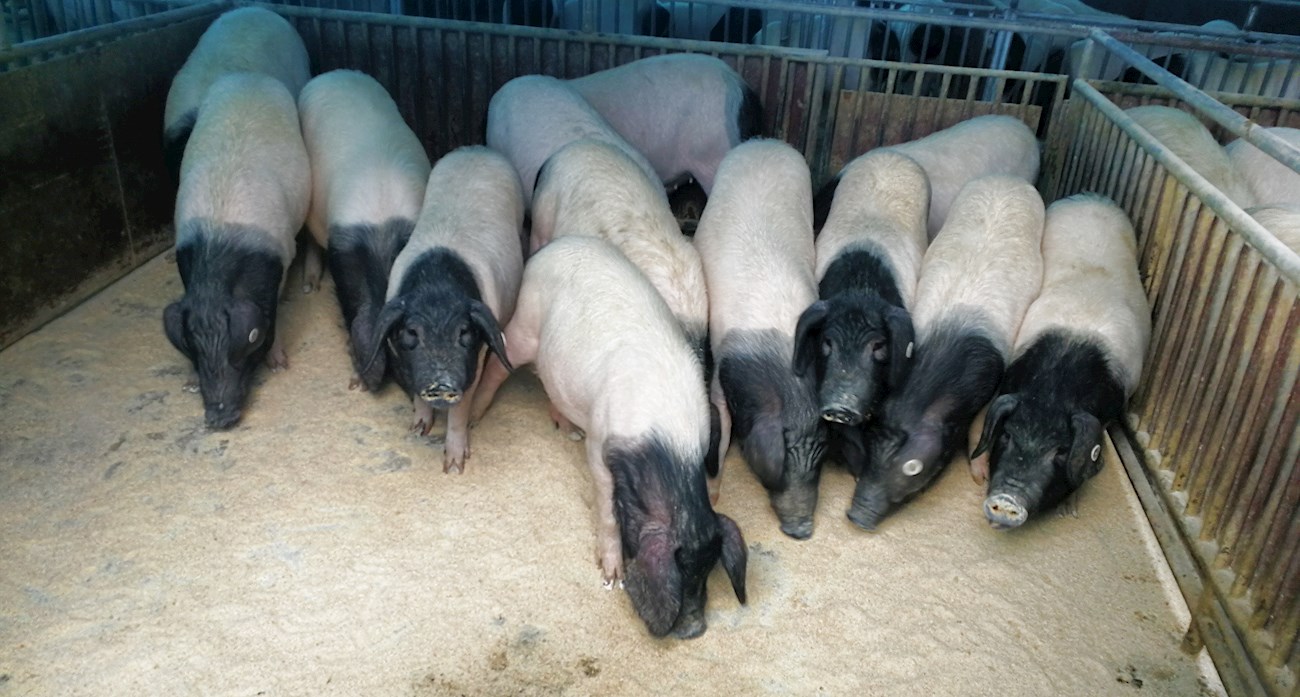 Jinhua Ham | Local Cured Ham From Jinhua, China
