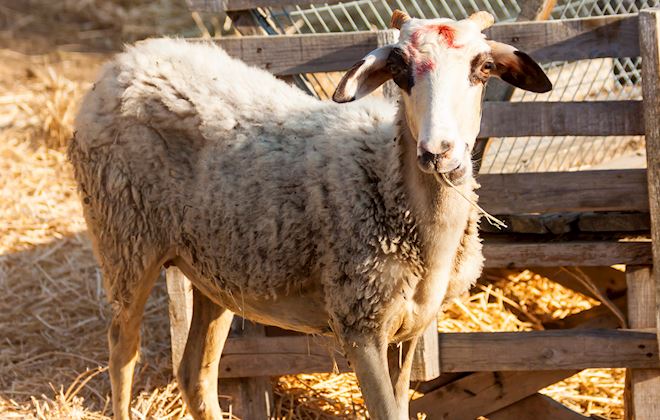 Lambs of the World: 46 Lamb Types | TasteAtlas