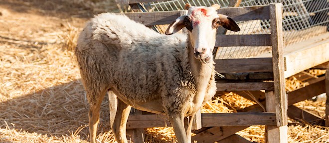 European Sheeps: 55 Sheep Types in Europe | TasteAtlas