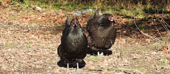 French Poultry: 43 Poultry Types in France | TasteAtlas