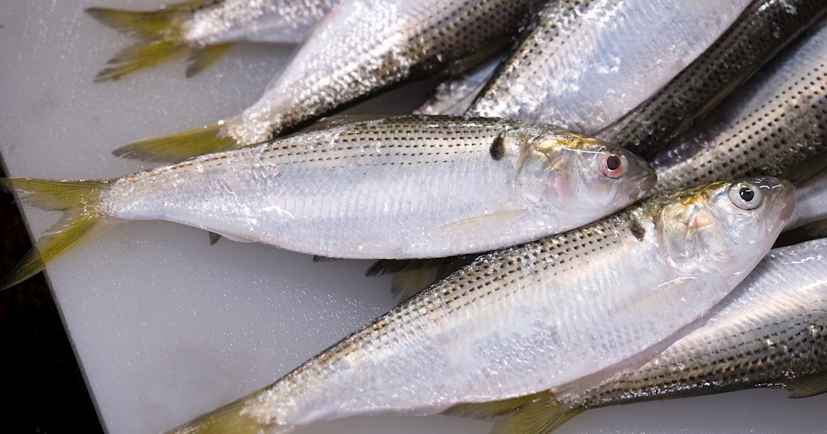 Kohada | Local Blue Fish From Japan