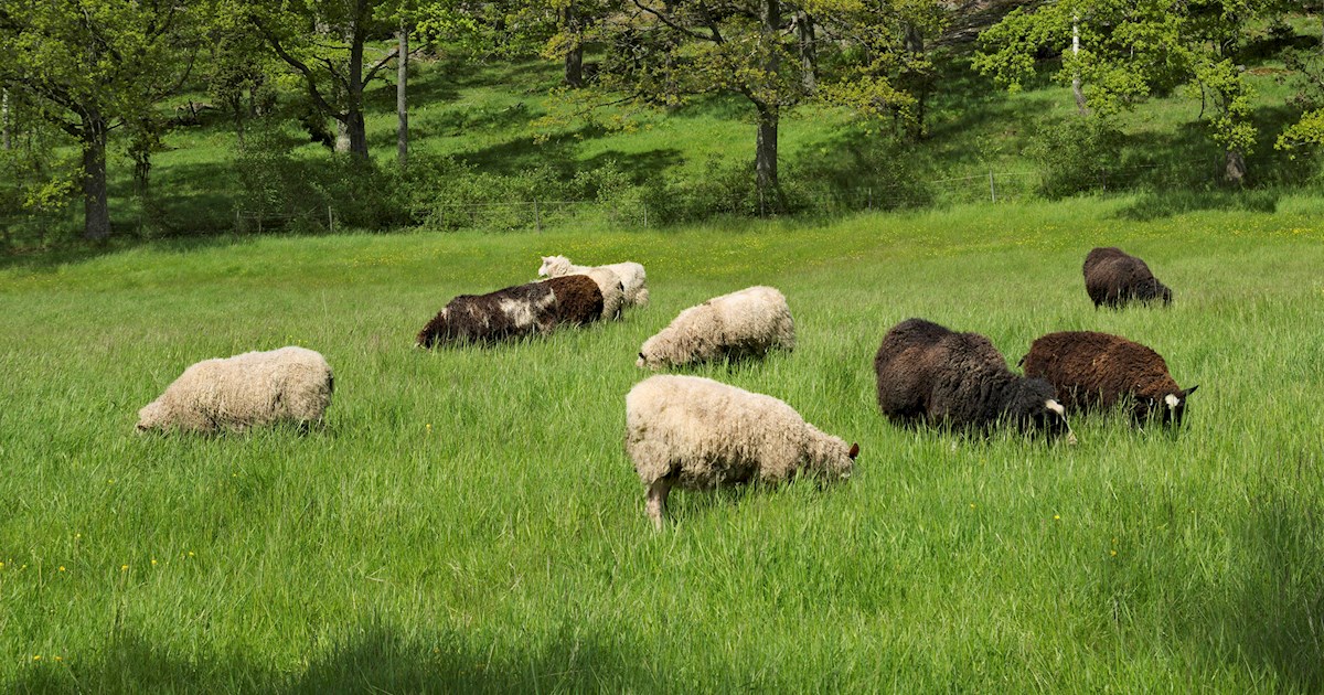 Roslag Sheep | Local Sheep From Uppsala County, Sweden