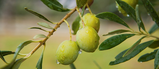 Spanish Olives: 14 Olives Types in Spain | TasteAtlas