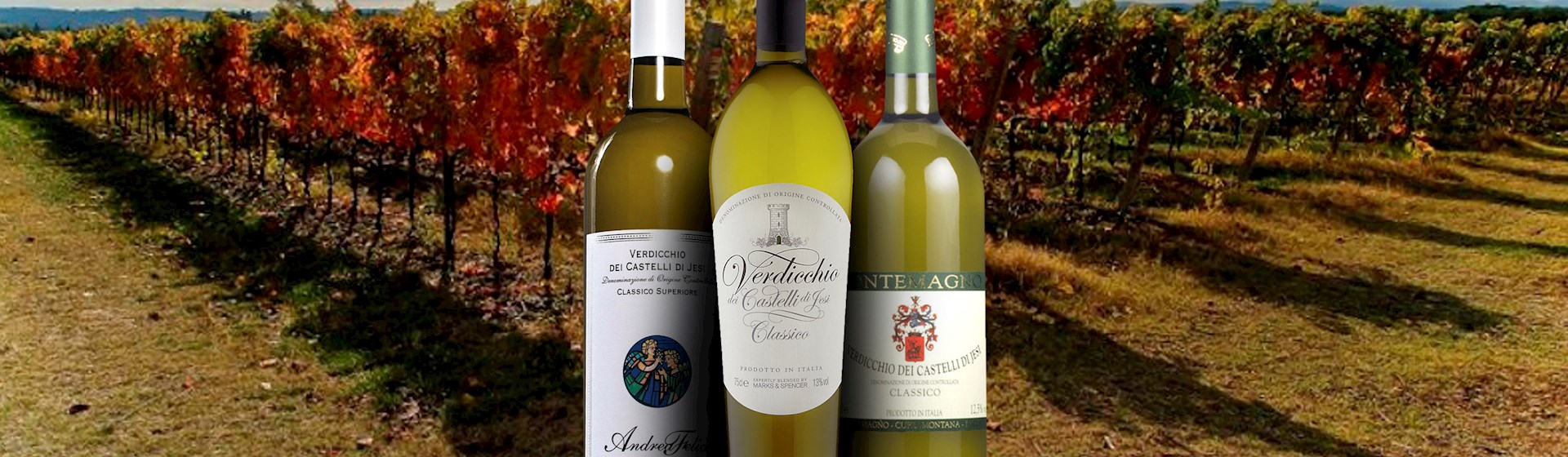 11 Best White Wines in Marche - TasteAtlas