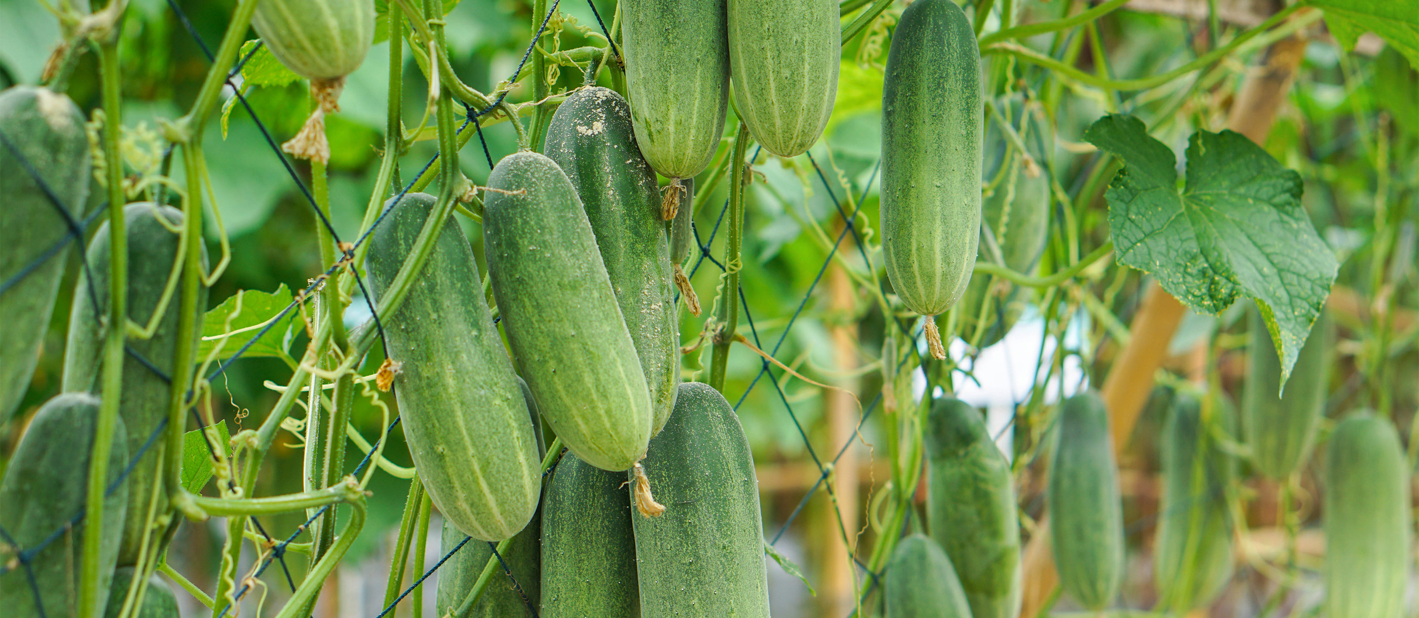 Cucumber of the Forest | Local Cucumber From Pampas, Argentina