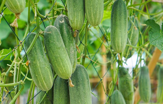 Argentinian Vegetables: 4 Vegetable Types in Argentina | TasteAtlas