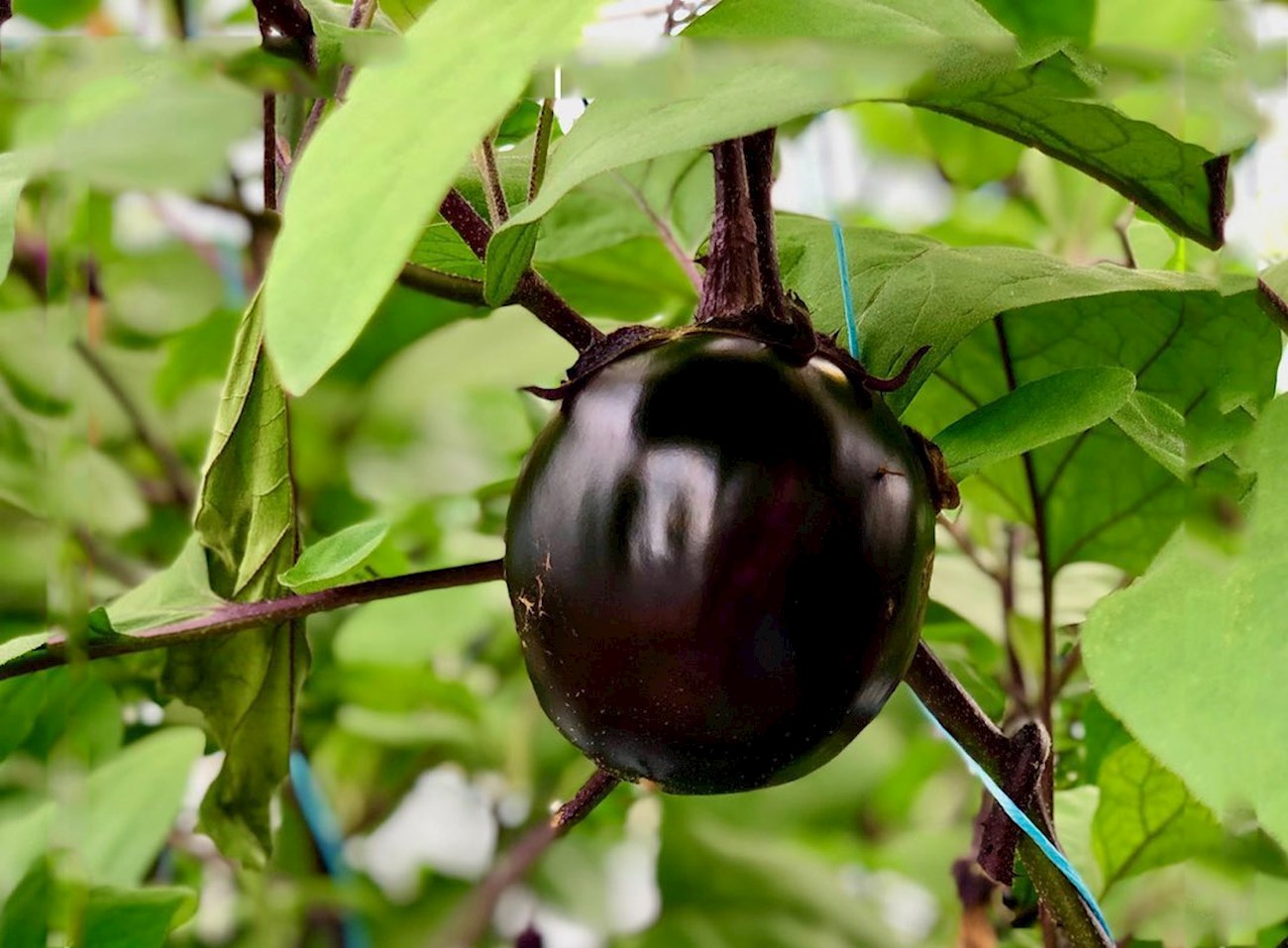 3 Best Vegetables in the Chubu Region - TasteAtlas